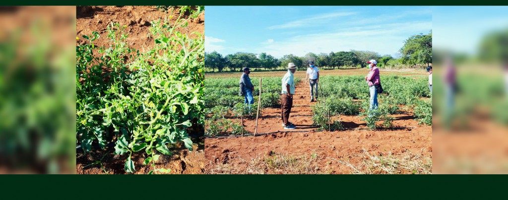 Capacitaciones para el cultivo de tomate en tierras bajasIDIAP | IDIAP