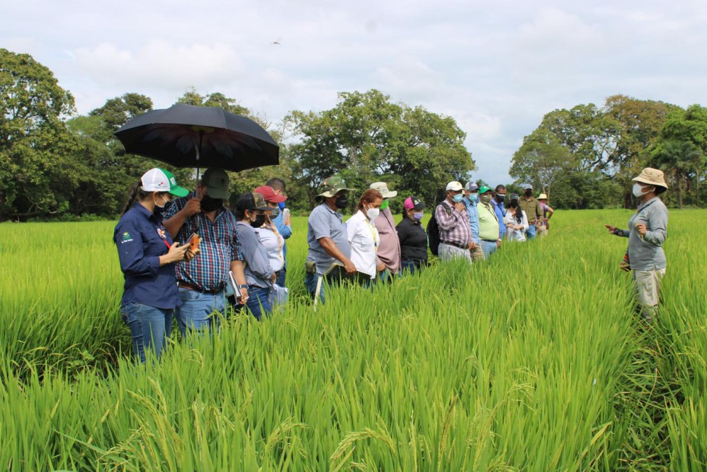 DIFUSIÓN TECNOLÓGICA EN EL CULTIVO DE ARROZ EN CHIRIQUÍ.IDIAP | IDIAP