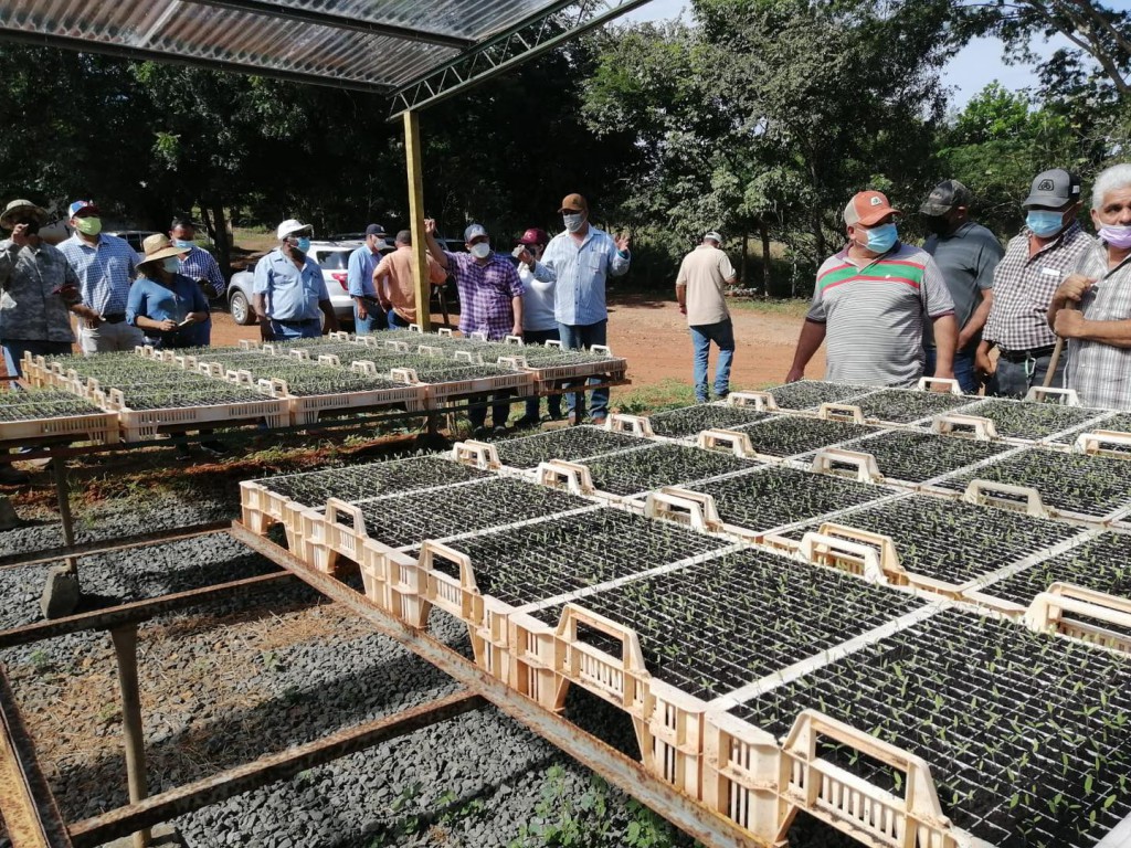 JORNADA DE DIFUSIÓN Y VINCULACIÓN TECNOLÓGICA DEL CULTIVO DE TOMATE INDUSTRIAL IDIAP-T-8.IDIAP ...