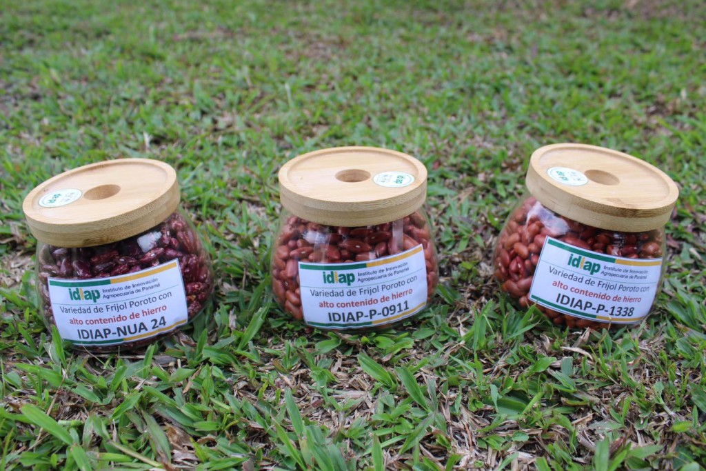 PROMUEVEN FORTALECER LA CADENA DE VALOR PARA LOS POROTOS BIOFORTIFICADOSIDIAP | IDIAP