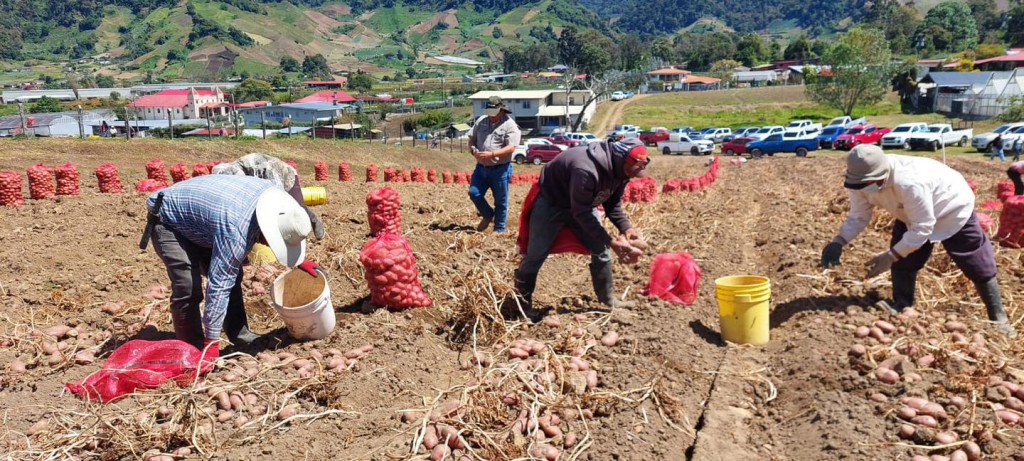 PRODUCCIÓN NACIONAL DE SEMILLA DE PAPAIDIAP | IDIAP