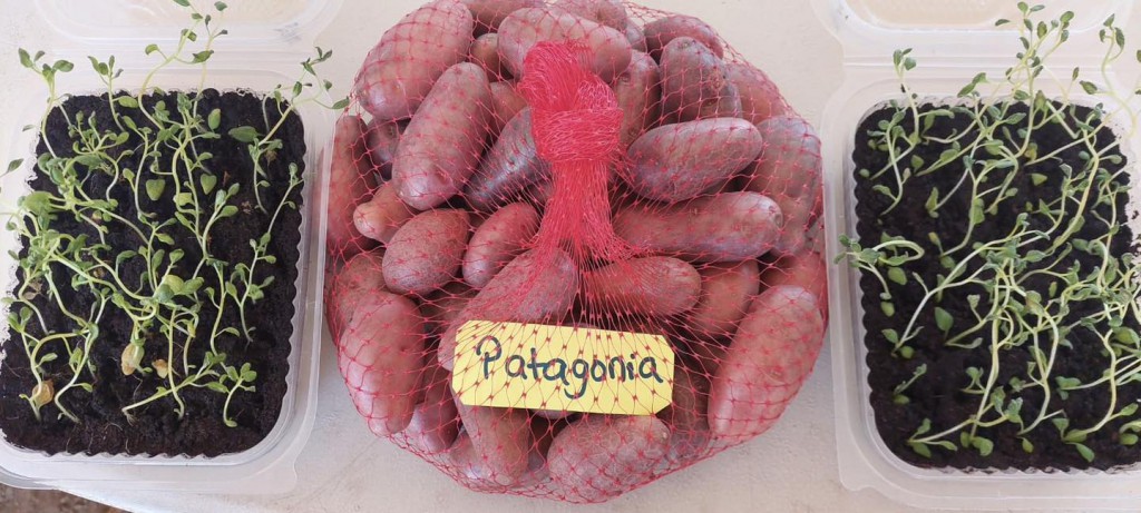 PRODUCCIÓN NACIONAL DE SEMILLA DE PAPAIDIAP | IDIAP